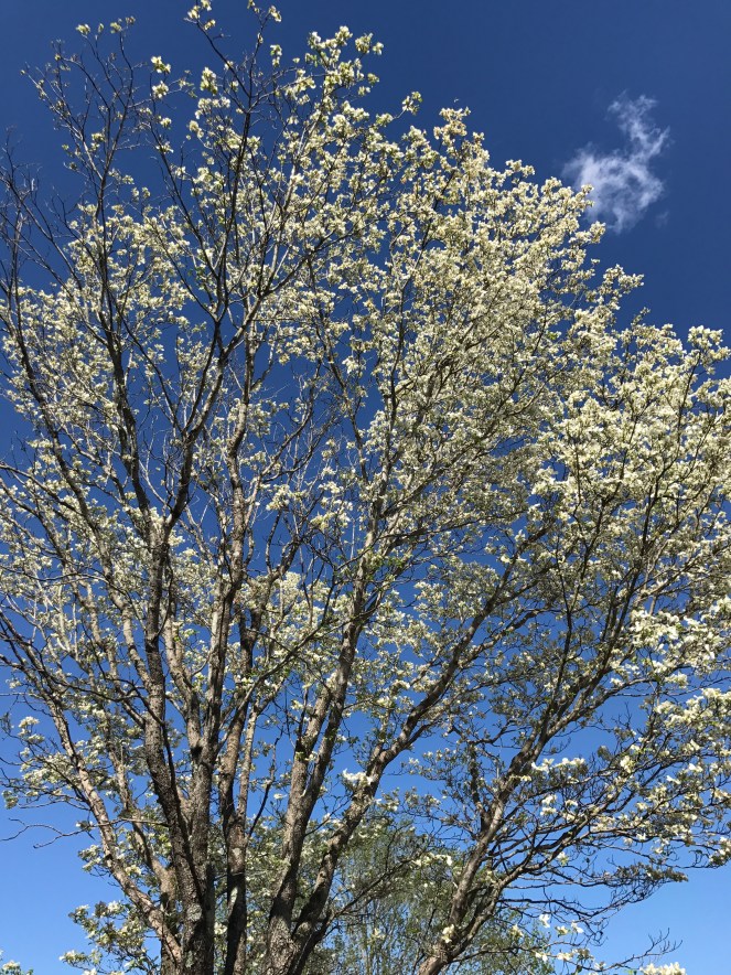 A Local’s Guide To Greenville, South Carolina – Come Home For Comfort