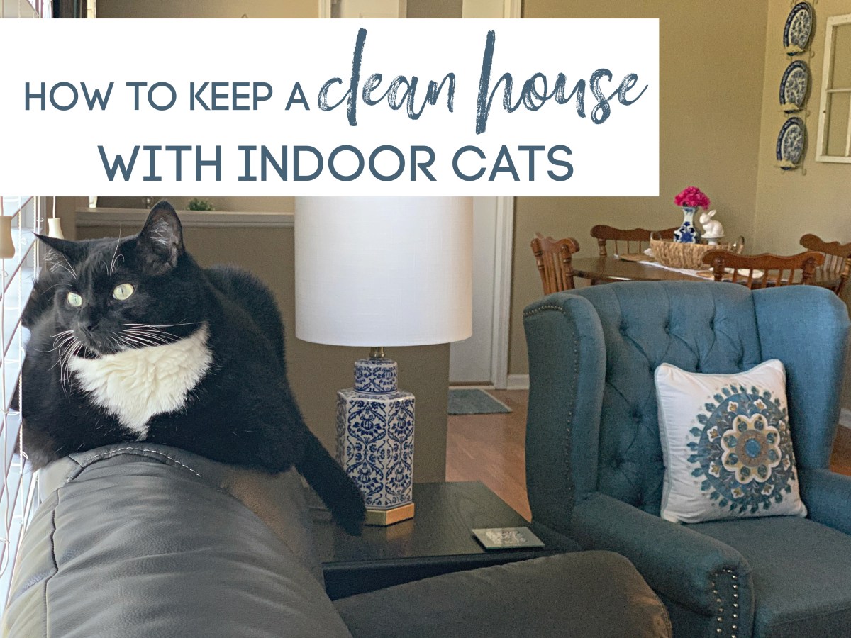 How To Keep a Clean House with Indoor Cats {even more ways!} – Come ...