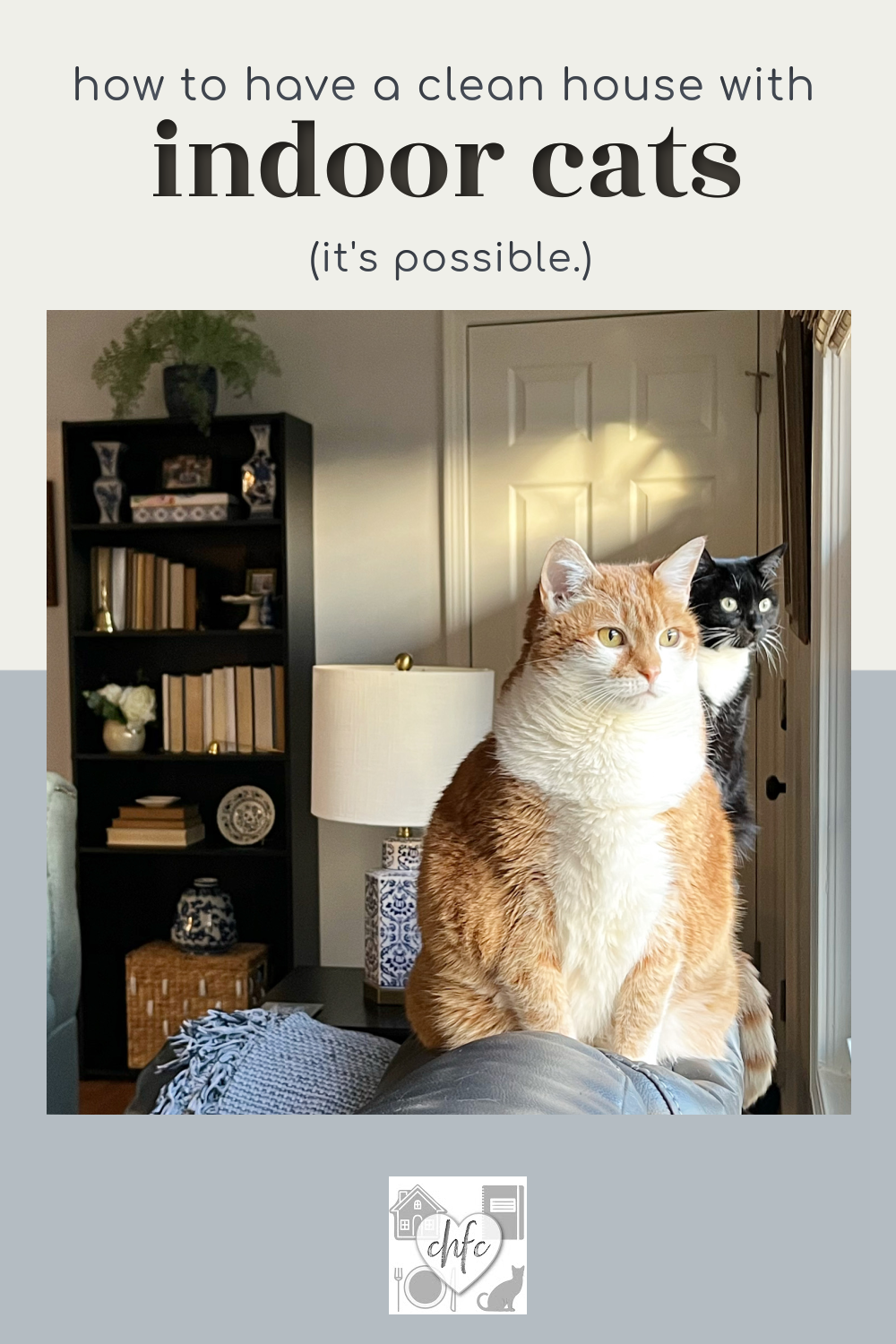 How To Keep A Clean House With Indoor Cats – Come Home For Comfort